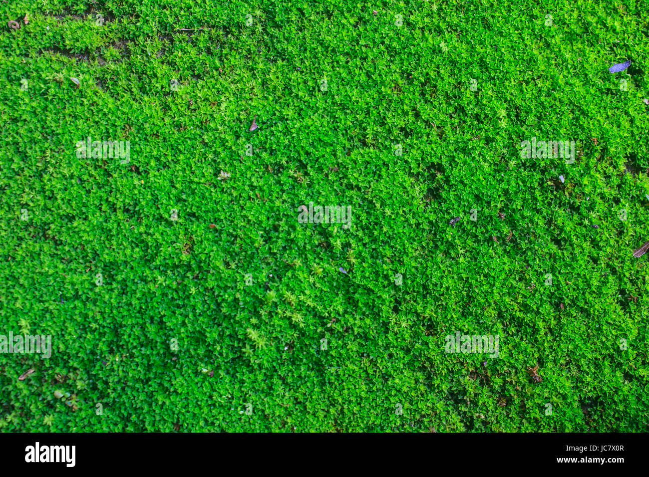 top view green moss for background texture Stock Photo - Alamy