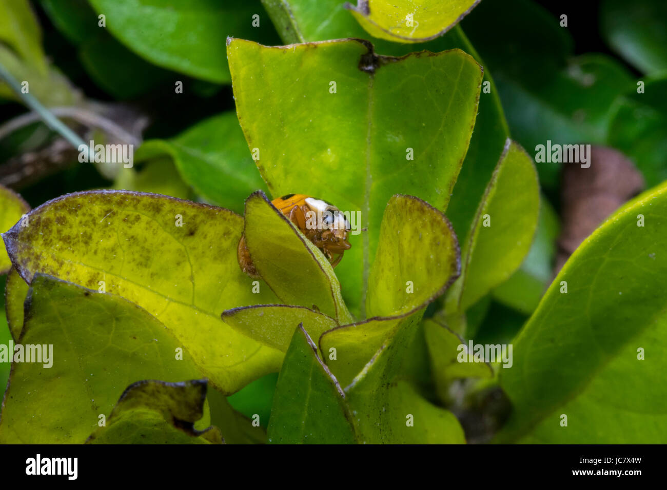 Small brown ladybug with black dots on a plant leaves Stock Photo - Alamy