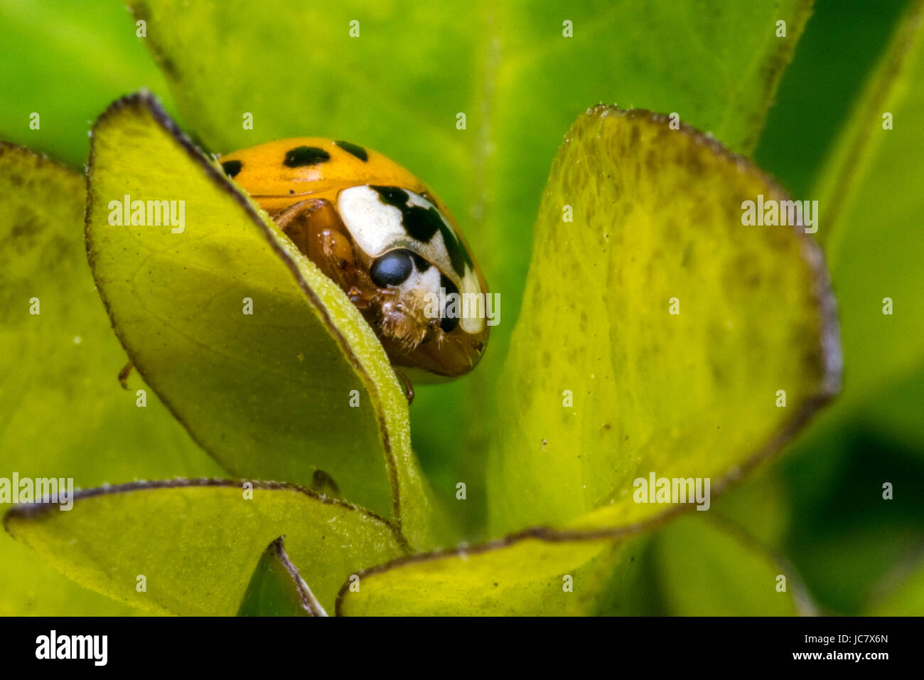 Small brown ladybug with black dots on a plant leaves Stock Photo - Alamy