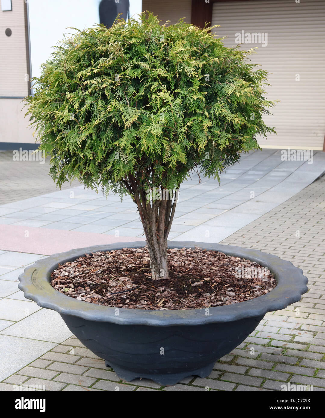 Thuja pot hi-res stock photography and images - Alamy