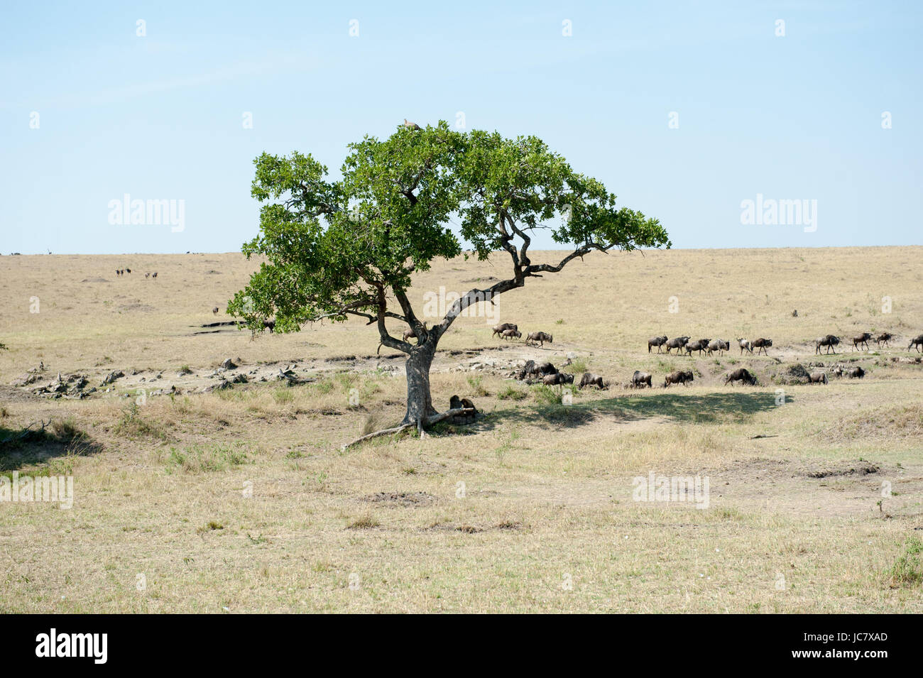 Gnu wanderung hi-res stock photography and images - Alamy
