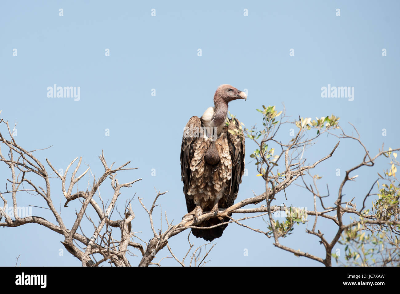 bird in the wilds of africa Stock Photo - Alamy