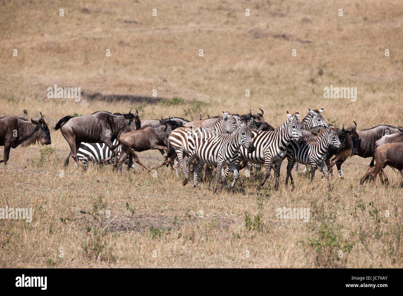 gnu migration on the mara river Stock Photo - Alamy
