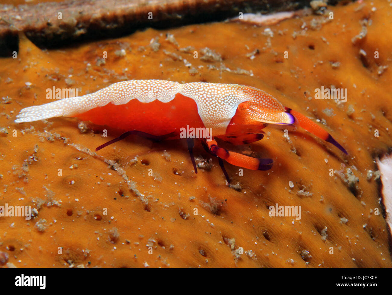 Emperor Shrimp (Periclimenes Imperator) on a Sea Cucumber, Lembeh ...