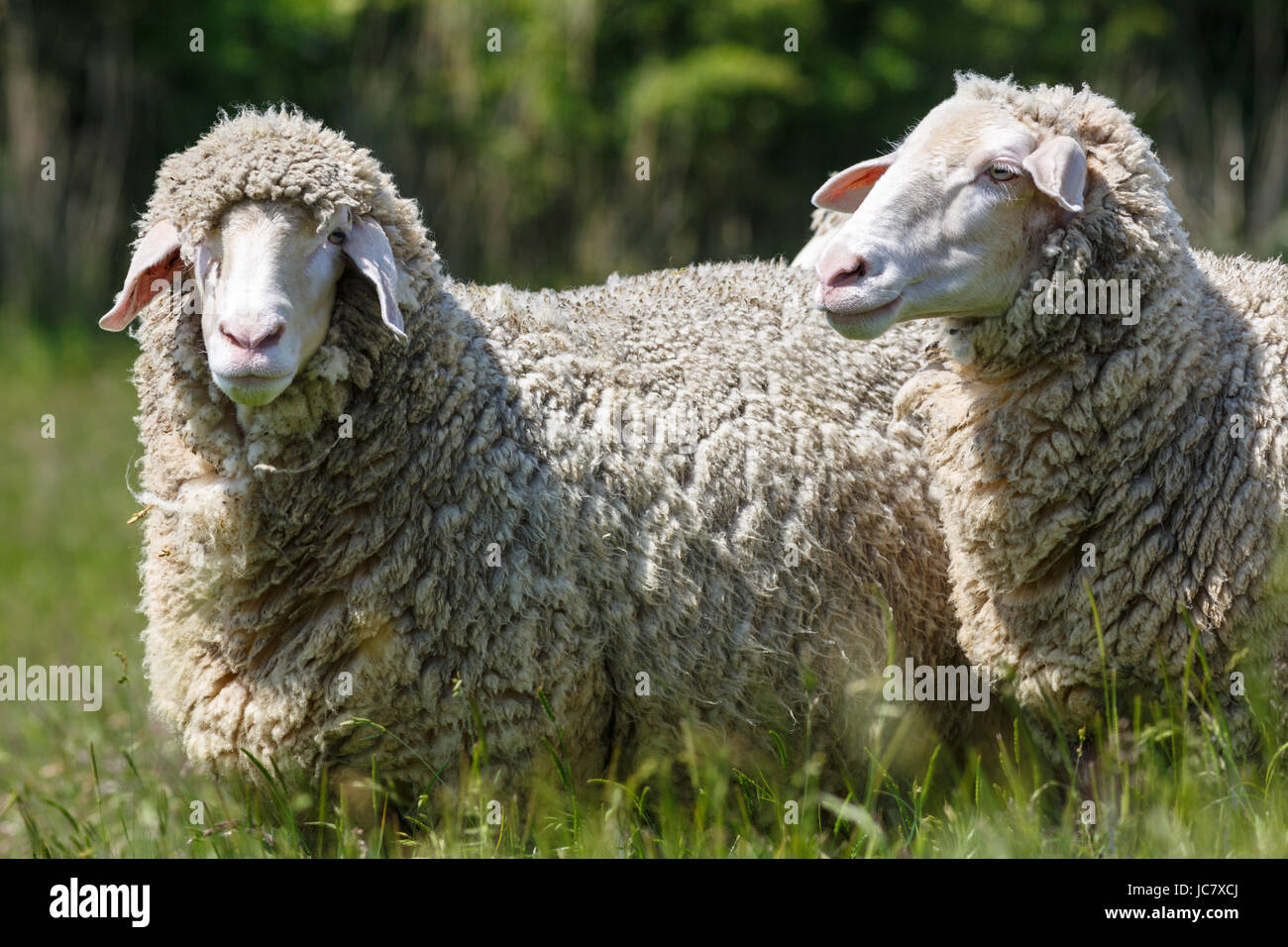 Merinolandschaf hi-res stock photography and images - Alamy