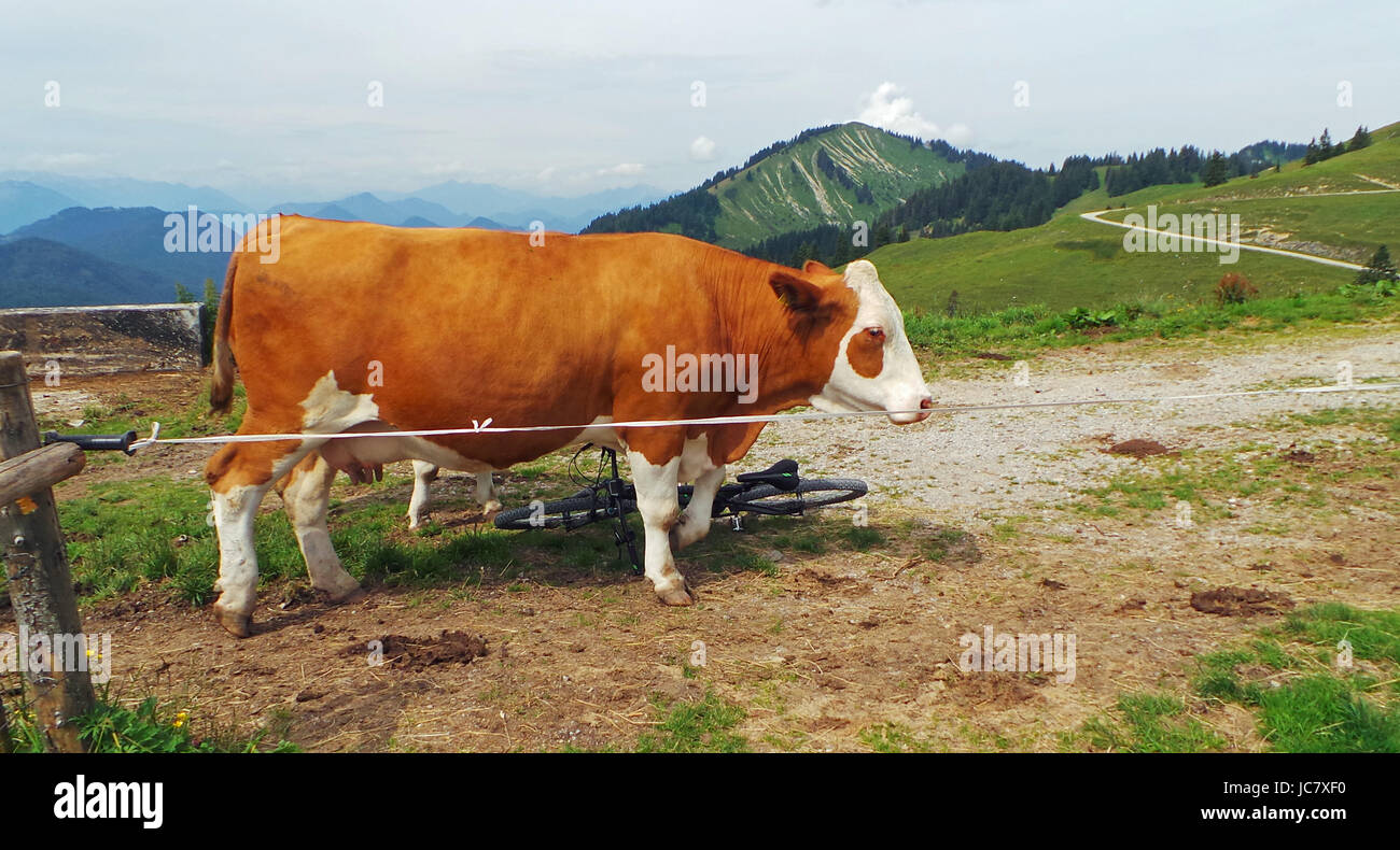 Alp butter hi-res stock photography and images - Alamy