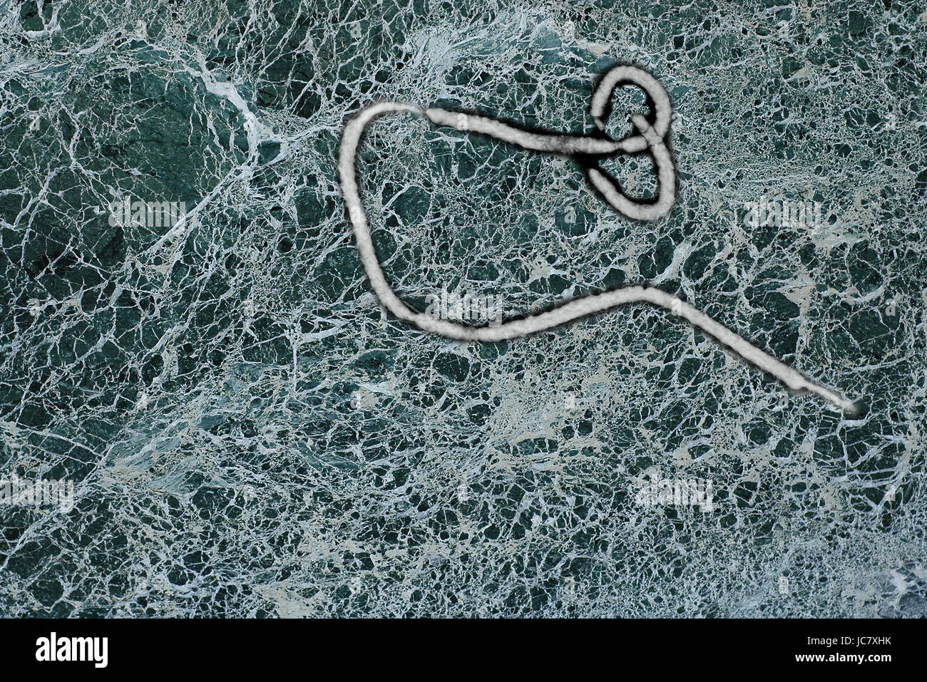 Ebola virus under microscope hi-res stock photography and images - Alamy