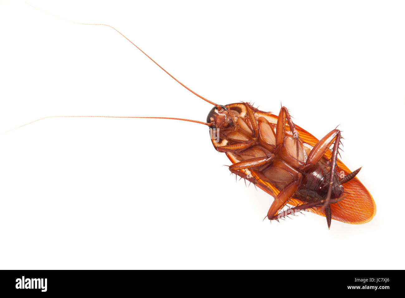 Dead cockroach, a common household pest, lying on its back viewed from ...