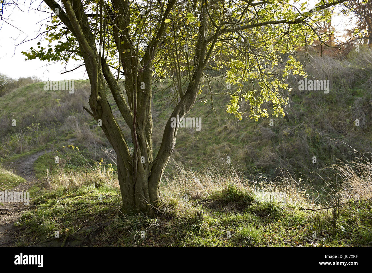 Oxfordshire, child walks past Wittenham Clumps is the common name for a ...