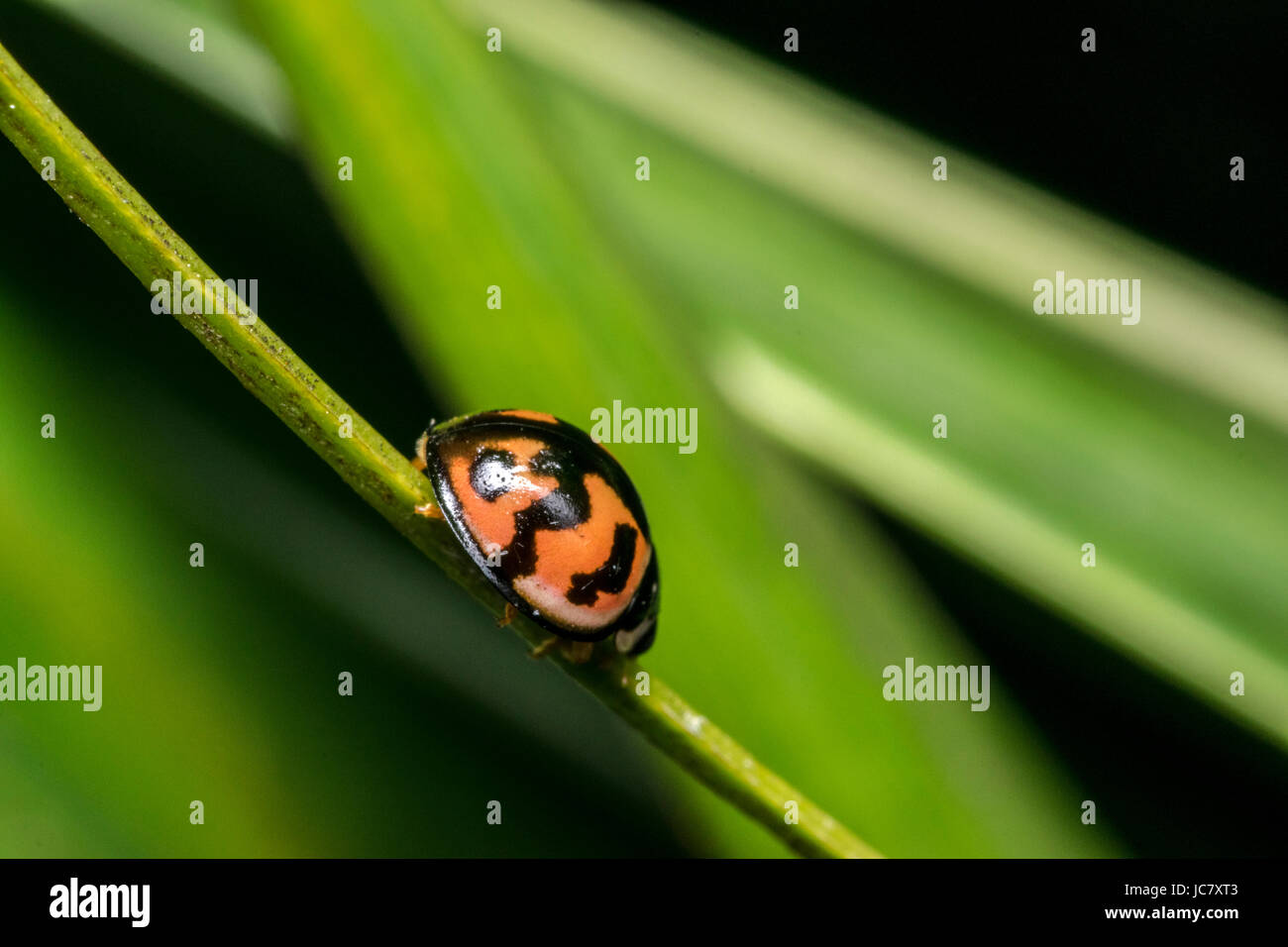 Small brown ladybug with black dots on a plant leaves Stock Photo - Alamy