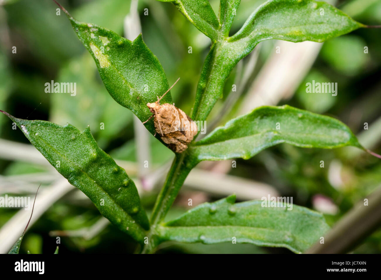 Brown clothes moth insect resting on a plant branch Stock Photo - Alamy