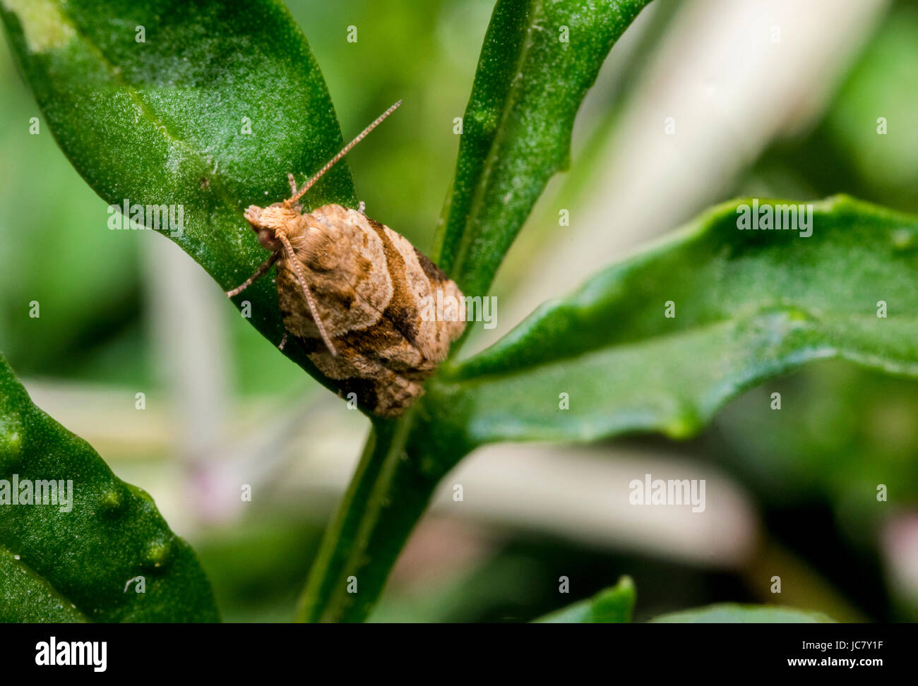 Clothes moth hi-res stock photography and images - Alamy