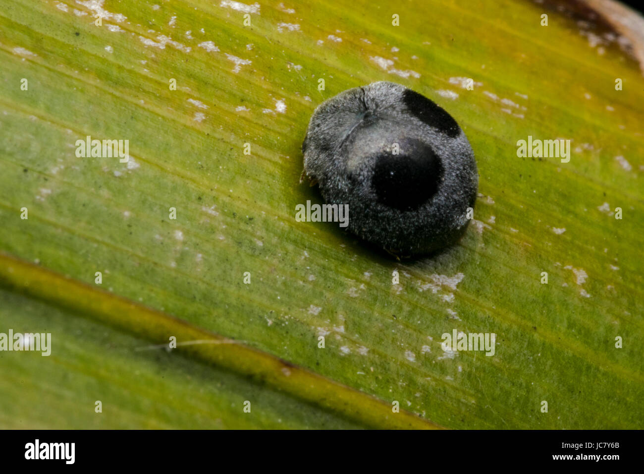 Coleoptera coccinellidae ladybug hi-res stock photography and images ...