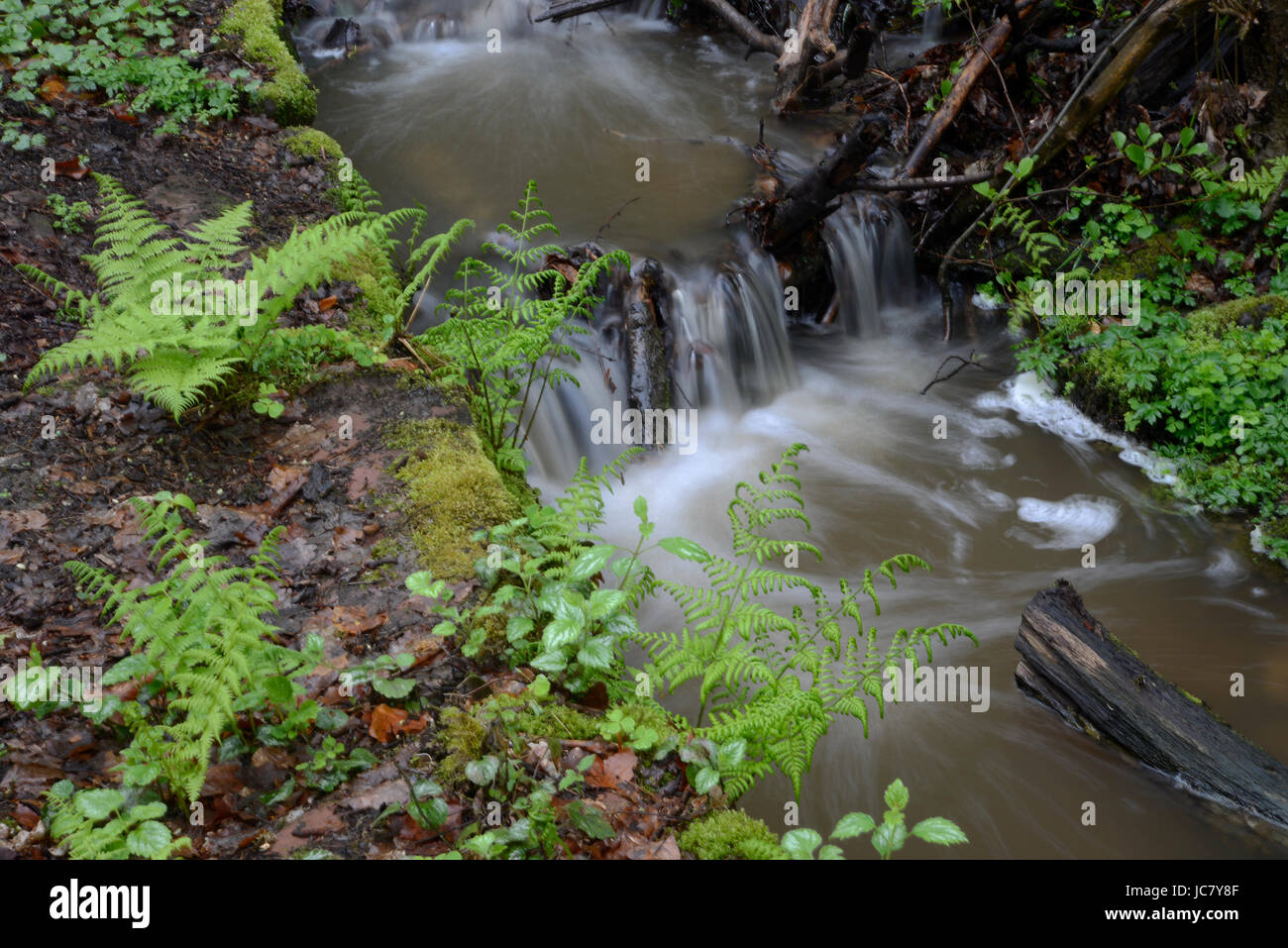bach, wasser, fließen, fließend, wald, natur, stamm, baumstamm, ast ...