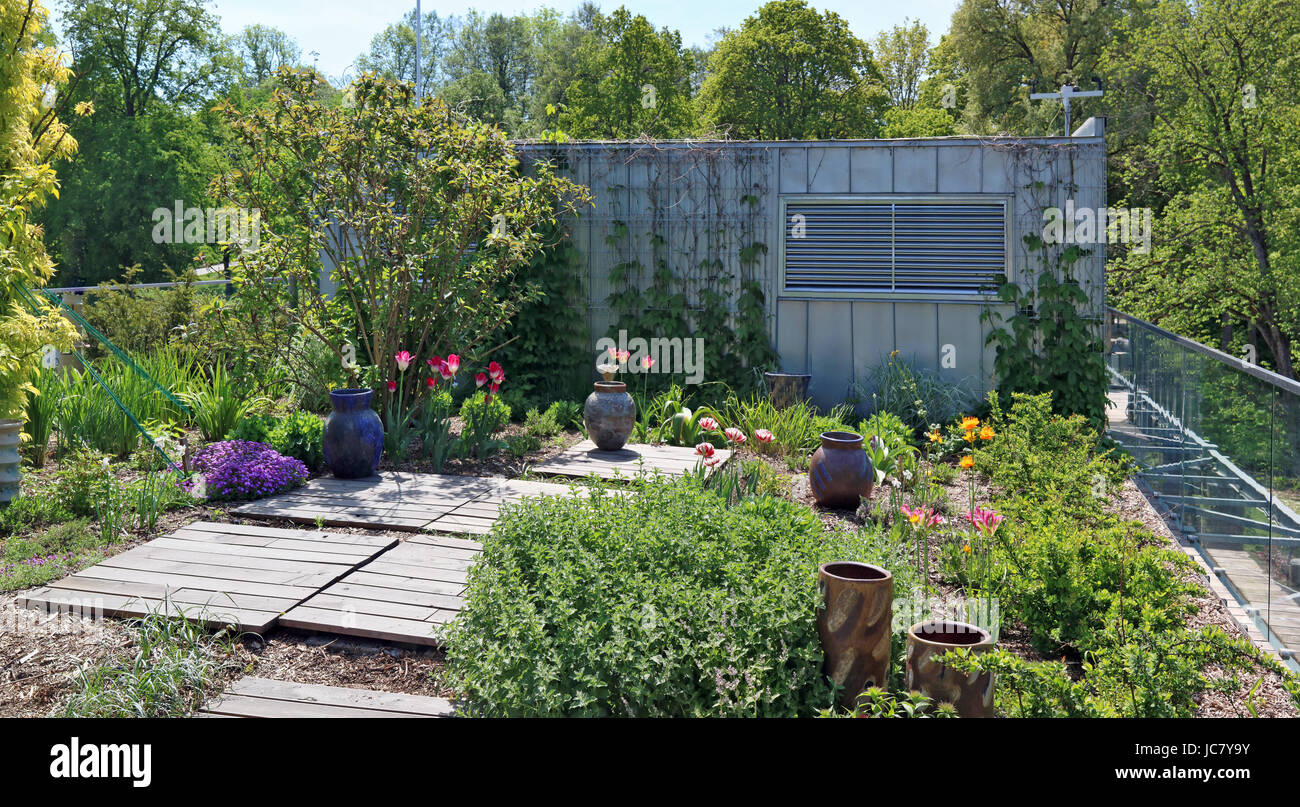 The rural yard near an iron shed is decorated with the blossoming ...