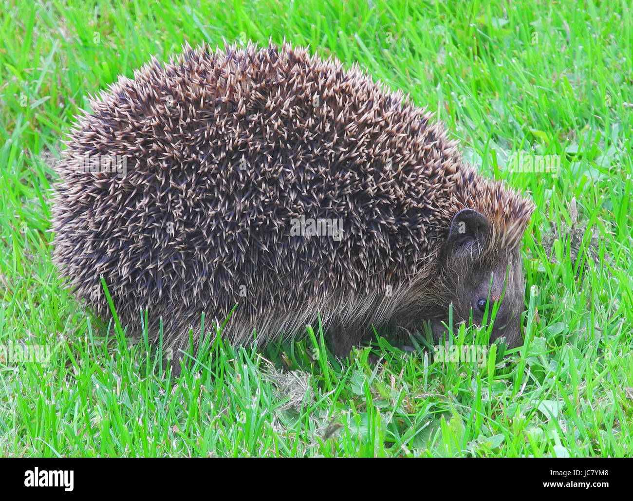 igel, tier, wiese, zoologie, fauna, säugetier, erinaceus europaeus ...