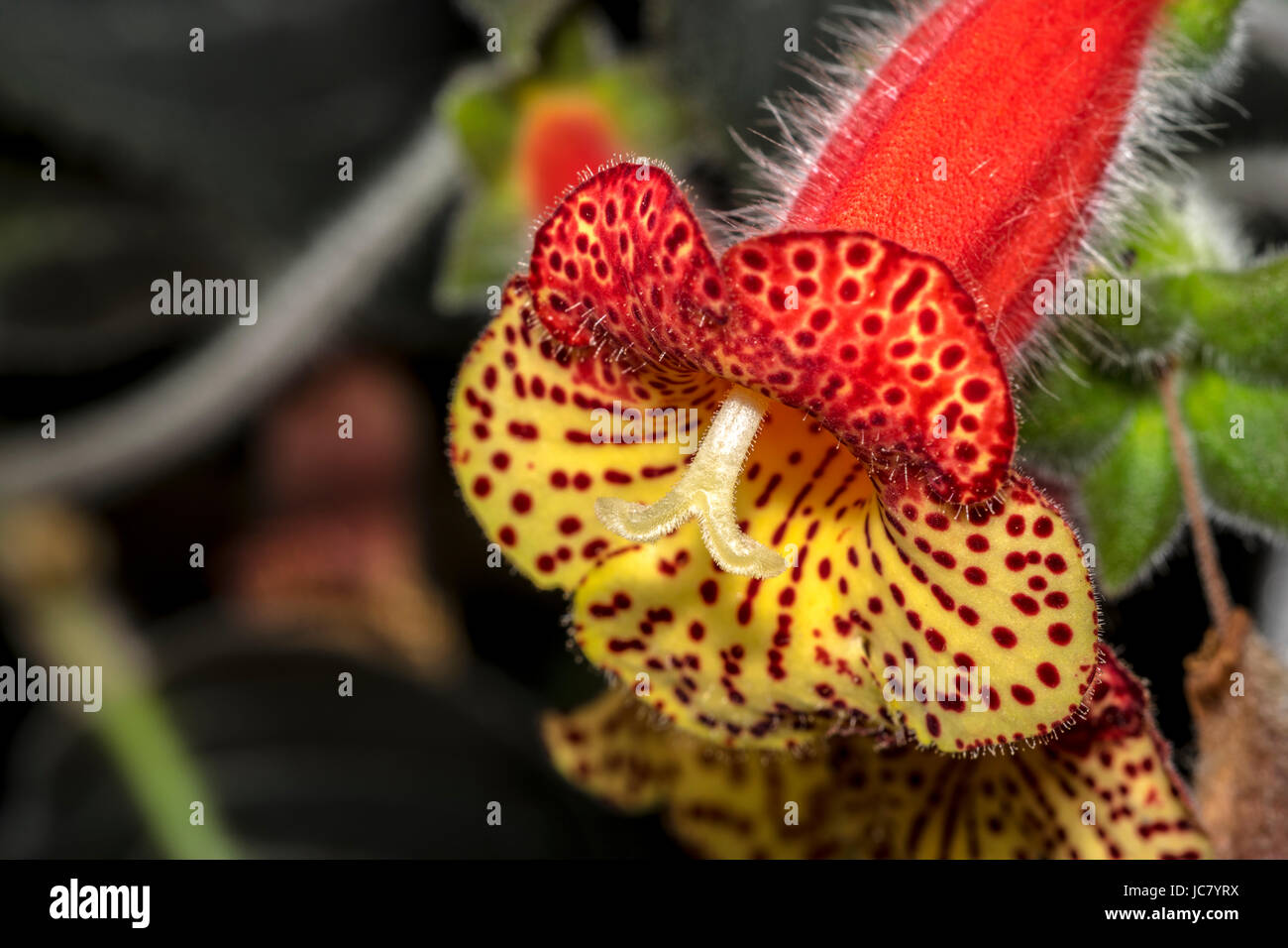 Cute yellow, red, spotted bell flower Stock Photo - Alamy