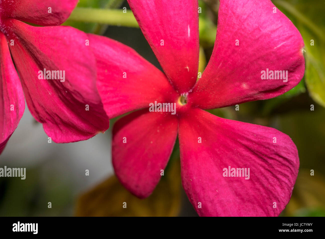 Little pink periwinkle vinca flower in the wild Stock Photo - Alamy