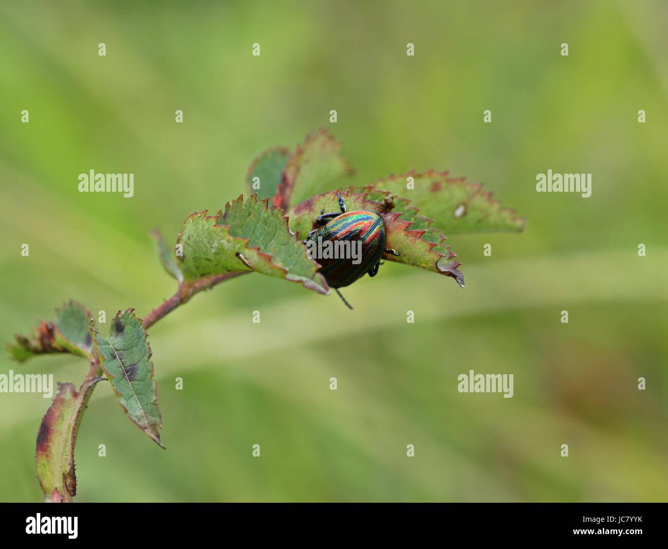 Snowdon beetle hi-res stock photography and images - Alamy