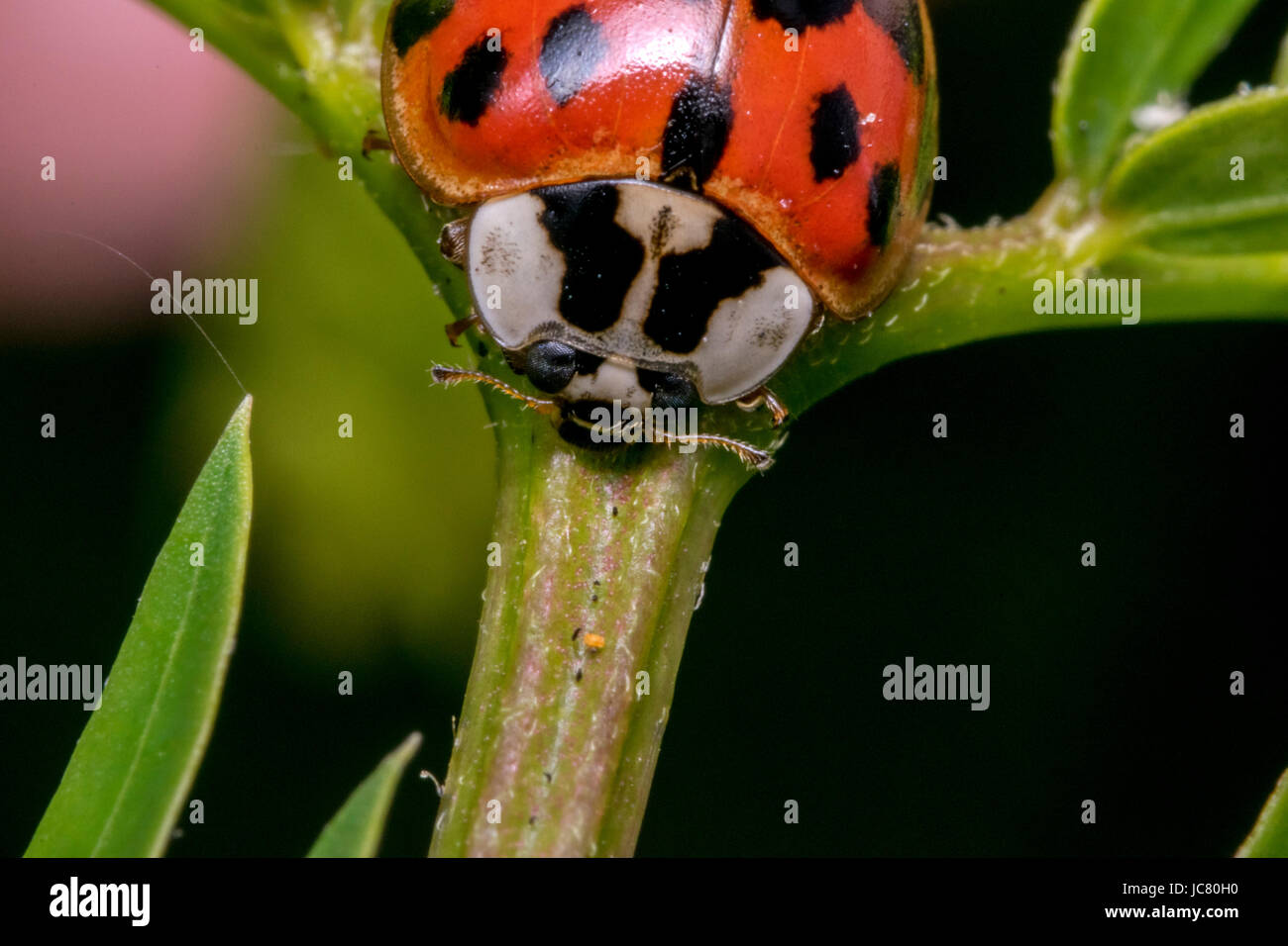 Little cute red ladybug with black dots on a plant branch Stock Photo ...