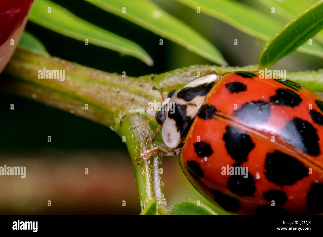 Little cute red ladybug with black dots on a plant branch Stock Photo ...