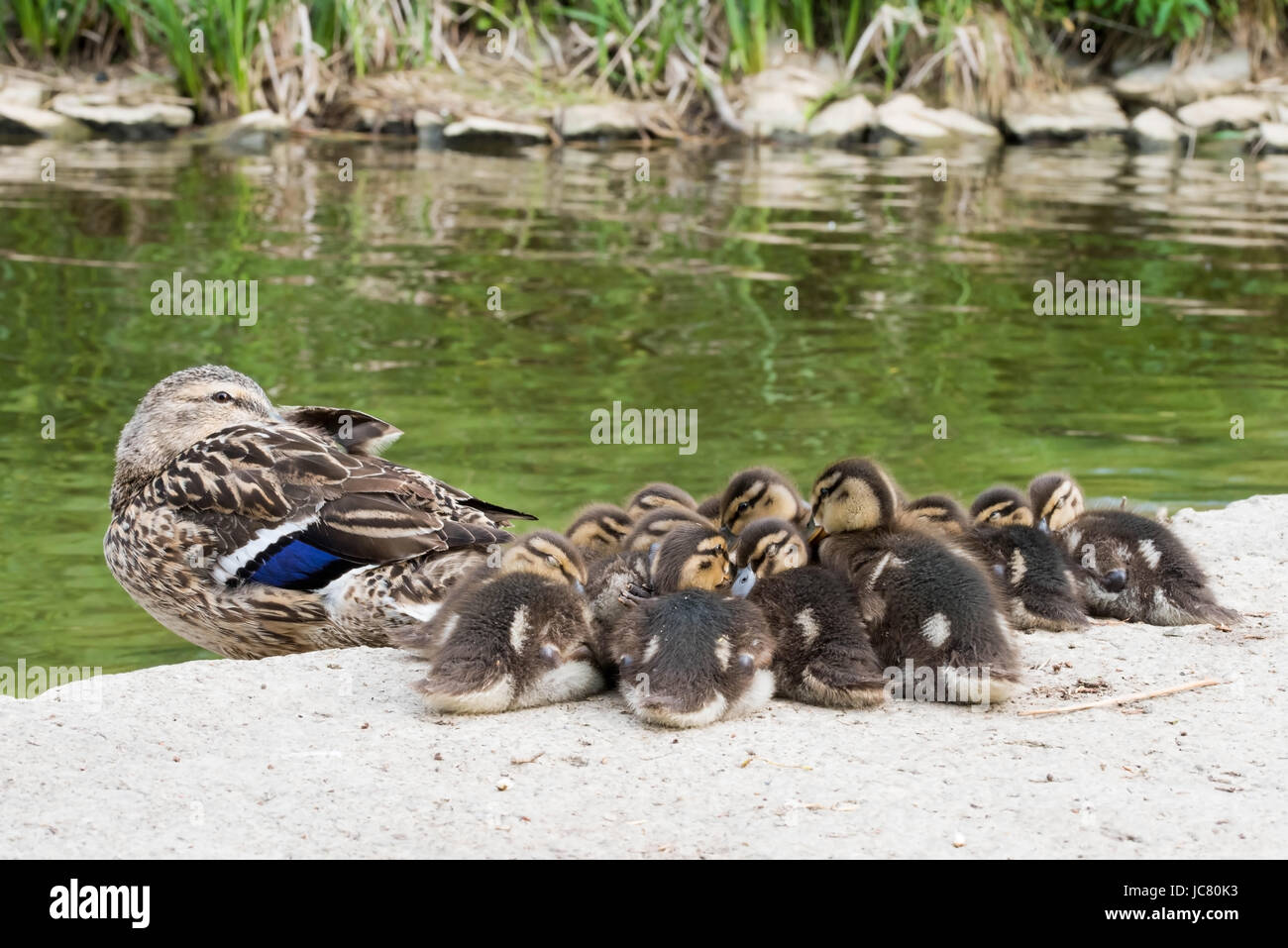 Ducklings following mother hi-res stock photography and images - Alamy