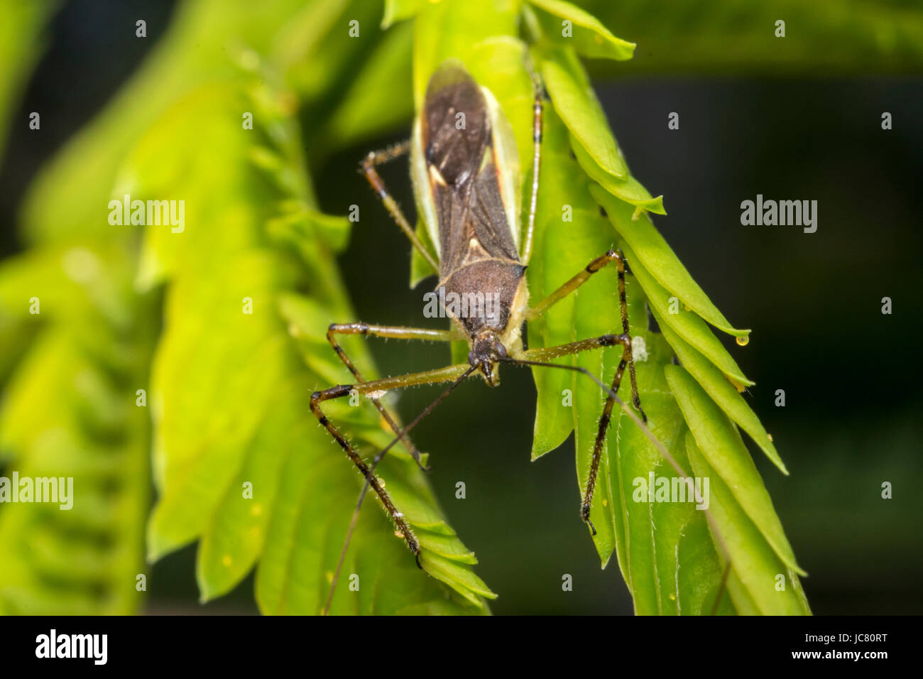 Hemiptera hi-res stock photography and images - Alamy