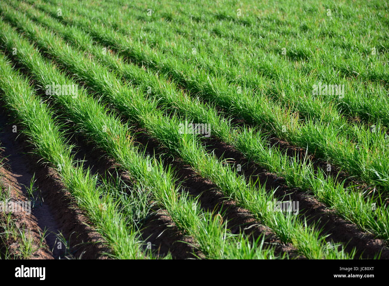 Horchata de chufa hi-res stock photography and images - Alamy