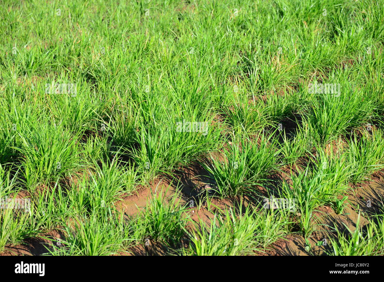 nutsedge,chufa,valencia,spain,on the field Stock Photo - Alamy