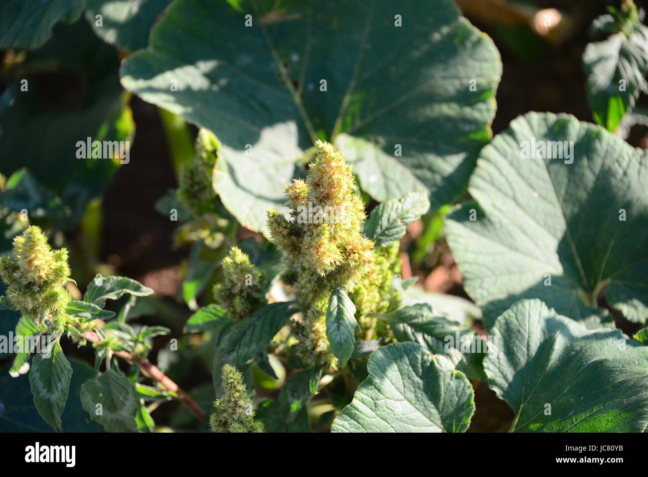 spring flowers - fresh shoots Stock Photo - Alamy