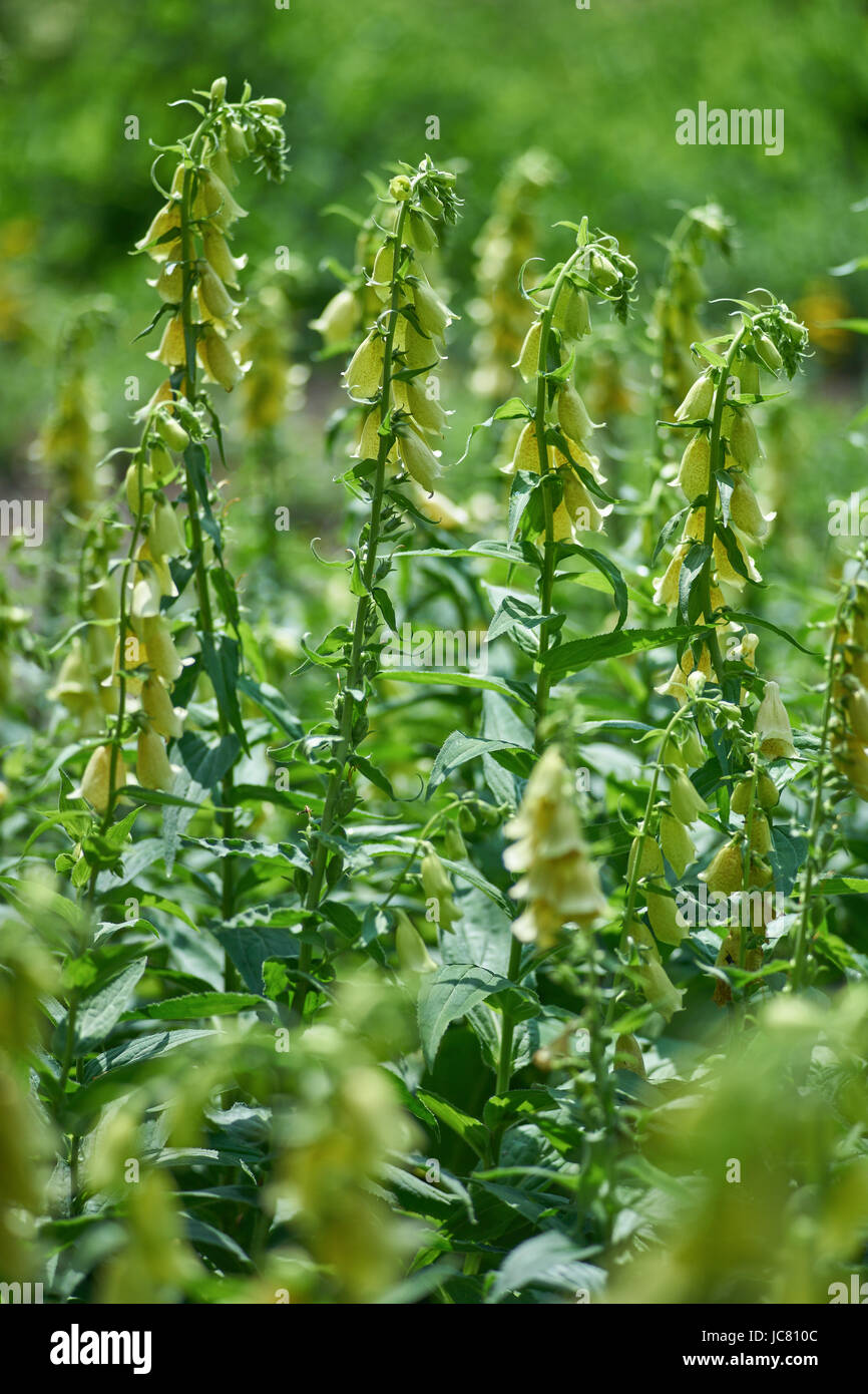 Yellow Foxglove flowers in full bloom Digitalis grandiflora Stock Photo ...