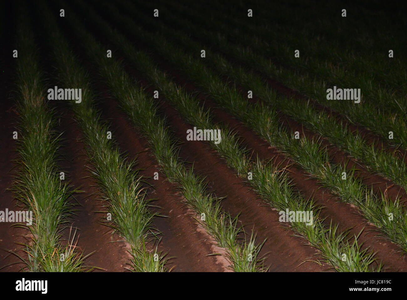 Horchata de chufa hi-res stock photography and images - Alamy