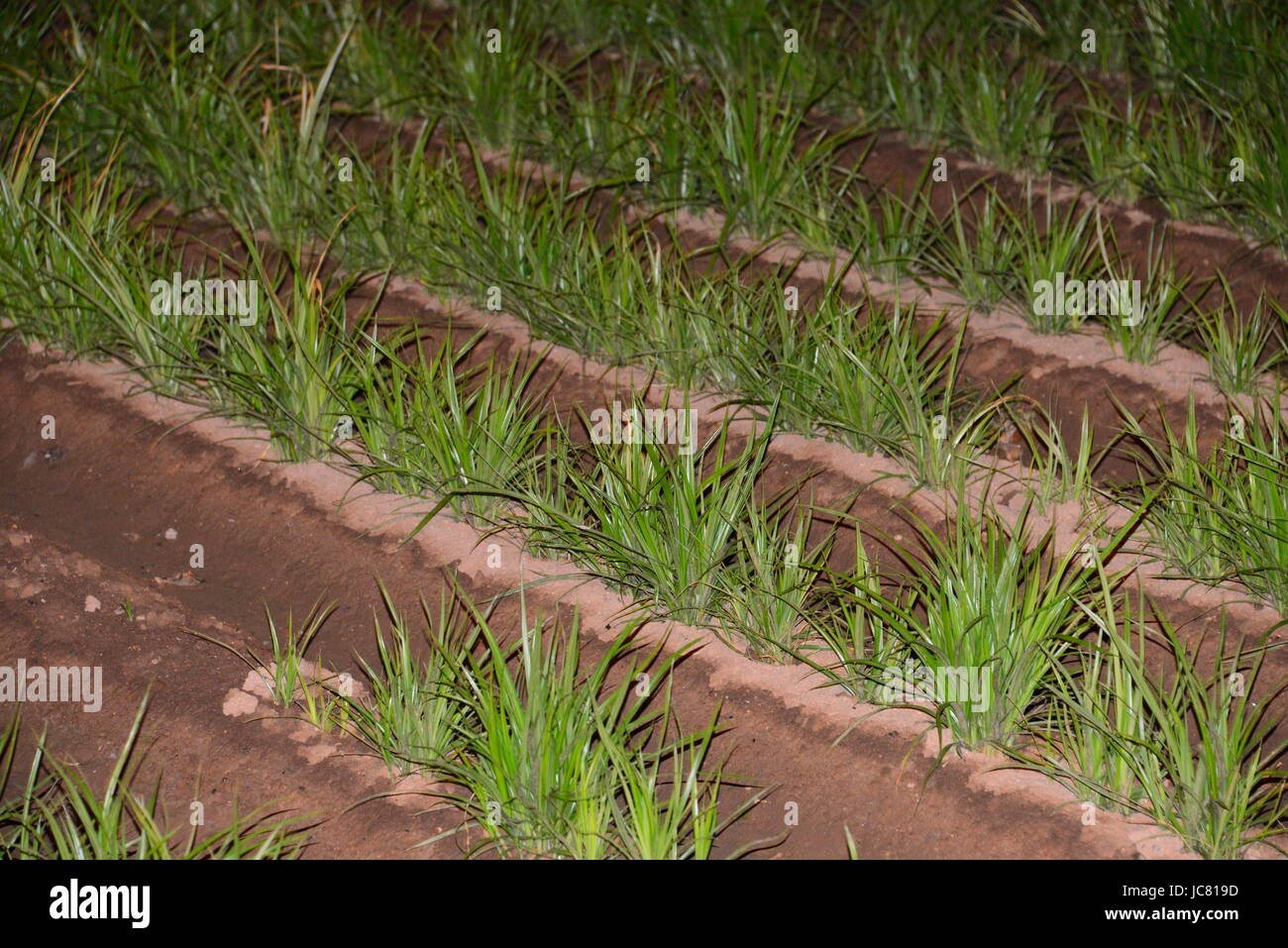 Horchata de chufa hi-res stock photography and images - Alamy