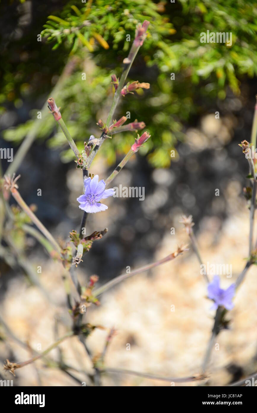 spring flowers - fresh shoots Stock Photo - Alamy