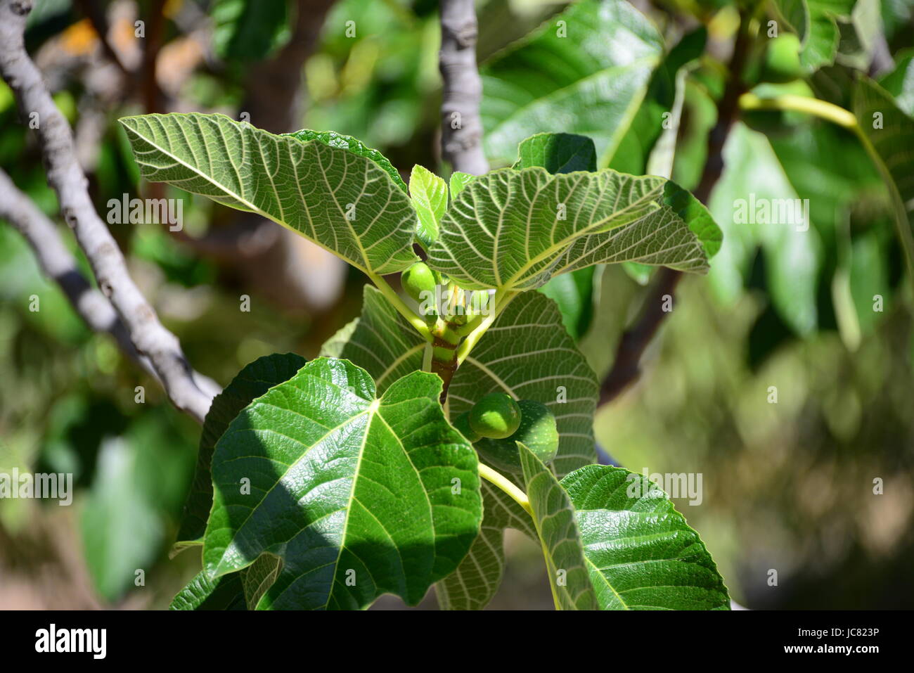 fig autumn foliage Stock Photo - Alamy