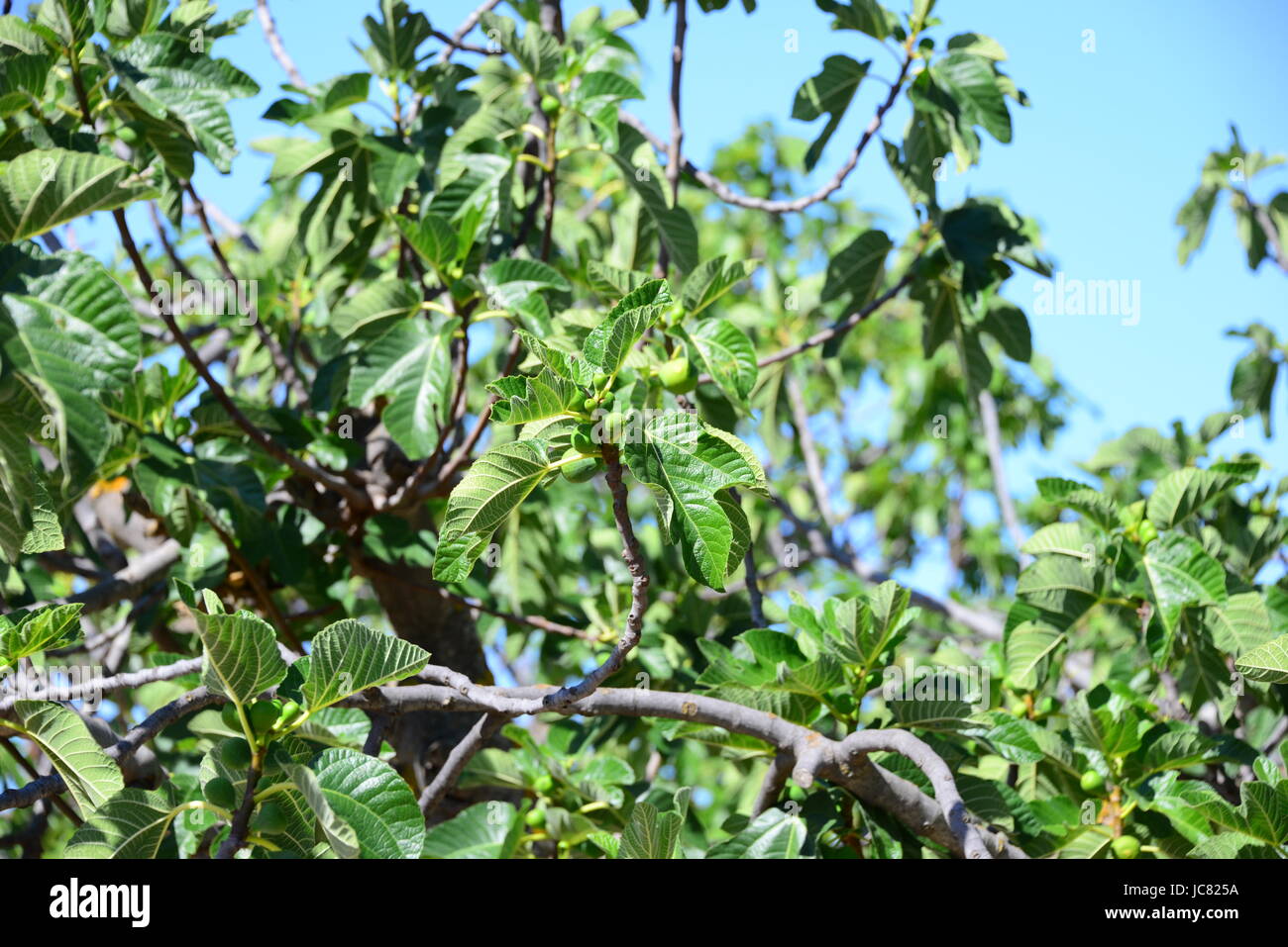 fig tree in spain Stock Photo - Alamy