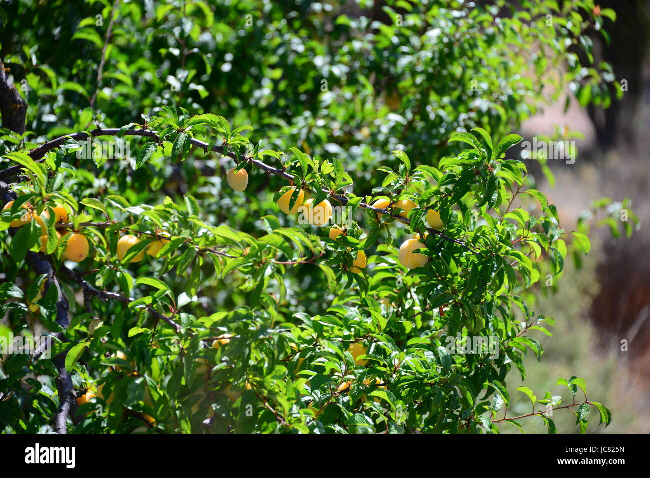 Pflaumenart hi-res stock photography and images - Alamy