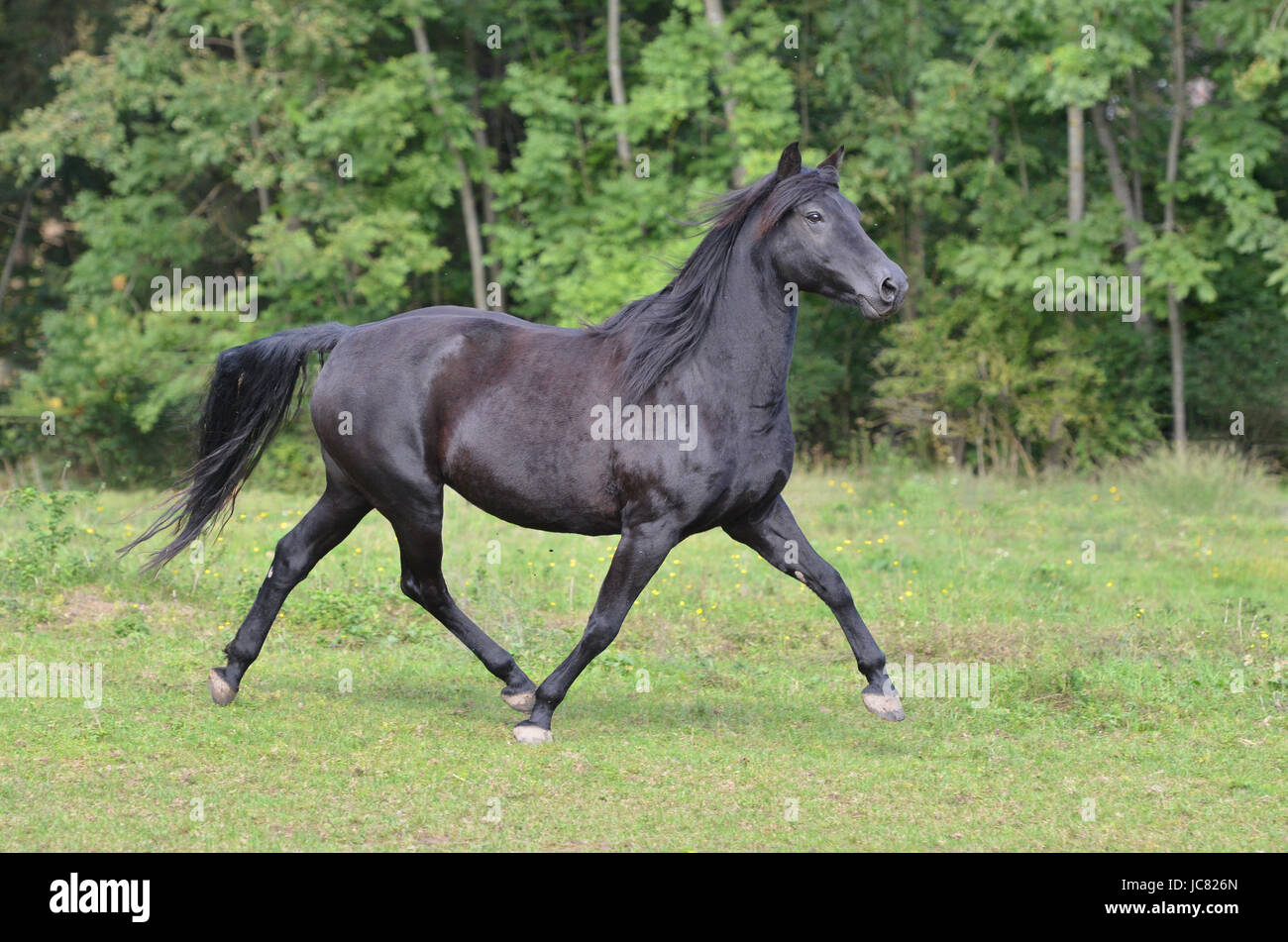 Morgan horse stallion hi-res stock photography and images - Alamy
