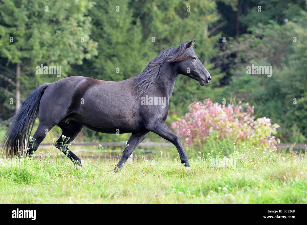 Morgan horse stallion hi-res stock photography and images - Alamy
