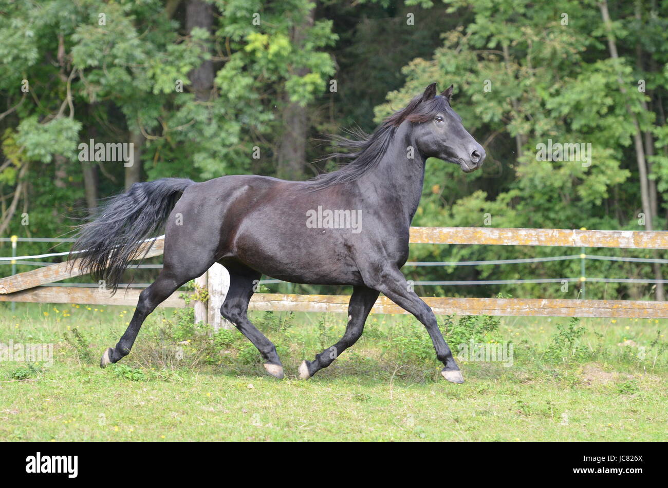 Morgan horse stallion hi-res stock photography and images - Alamy