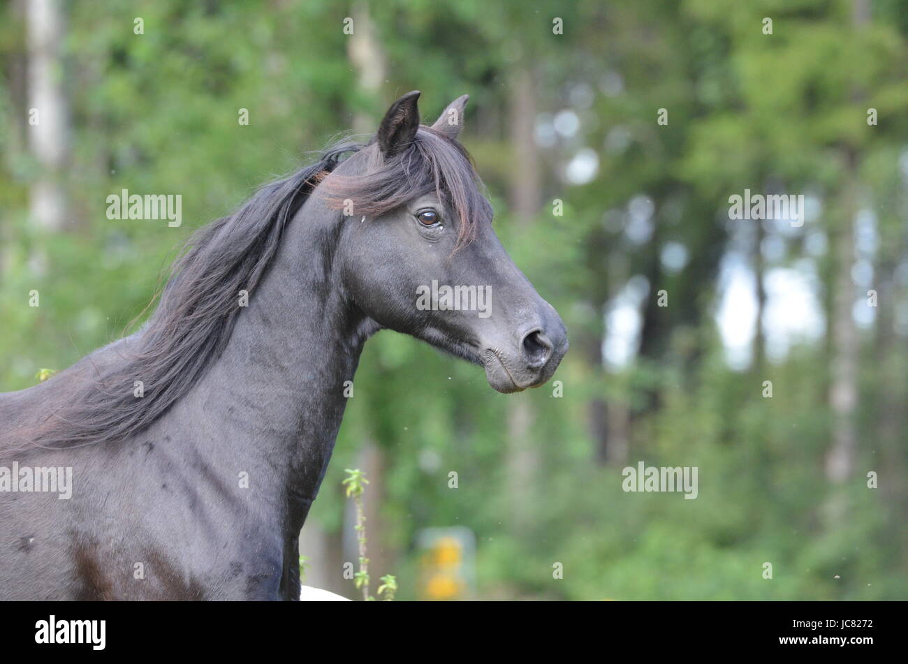 Morgan gelding hi-res stock photography and images - Alamy