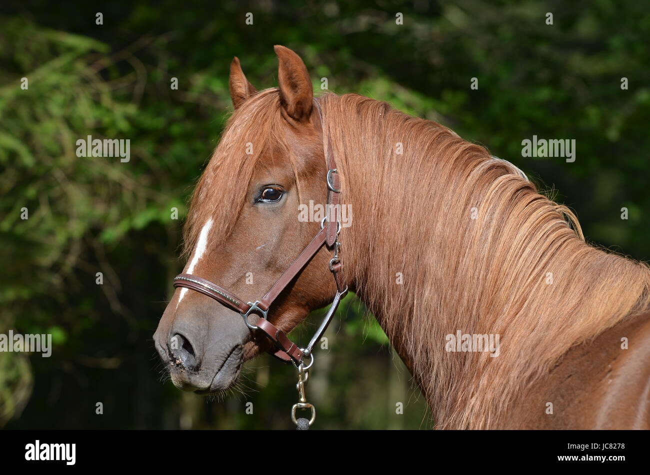 Morgan Horse Stallion Stock Photos & Morgan Horse Stallion Stock Images ...