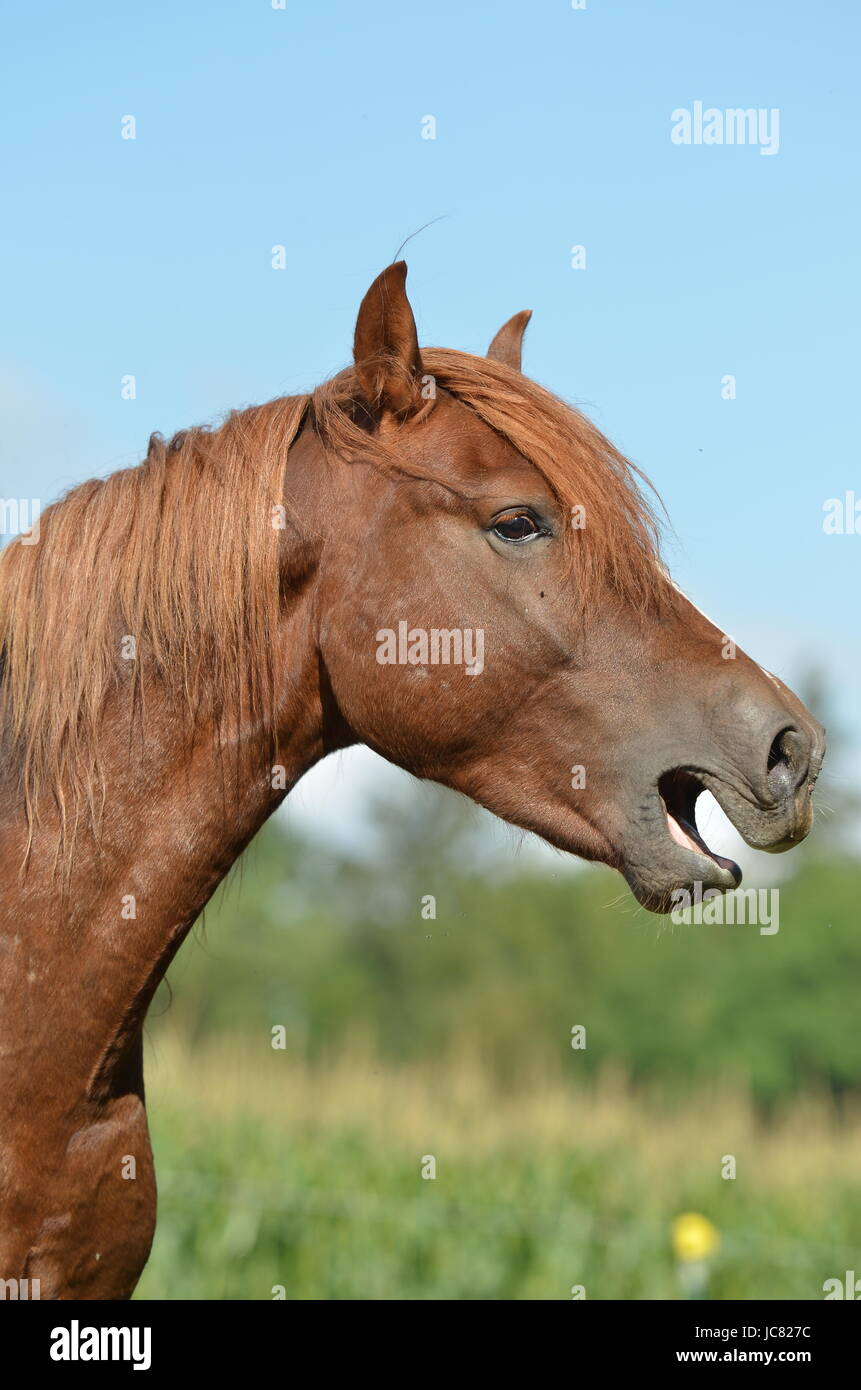 Pony steps hi-res stock photography and images - Alamy