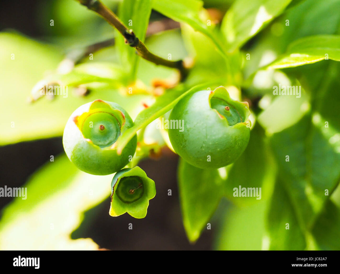 Green unripe blueberries on fresh green bush Stock Photo - Alamy