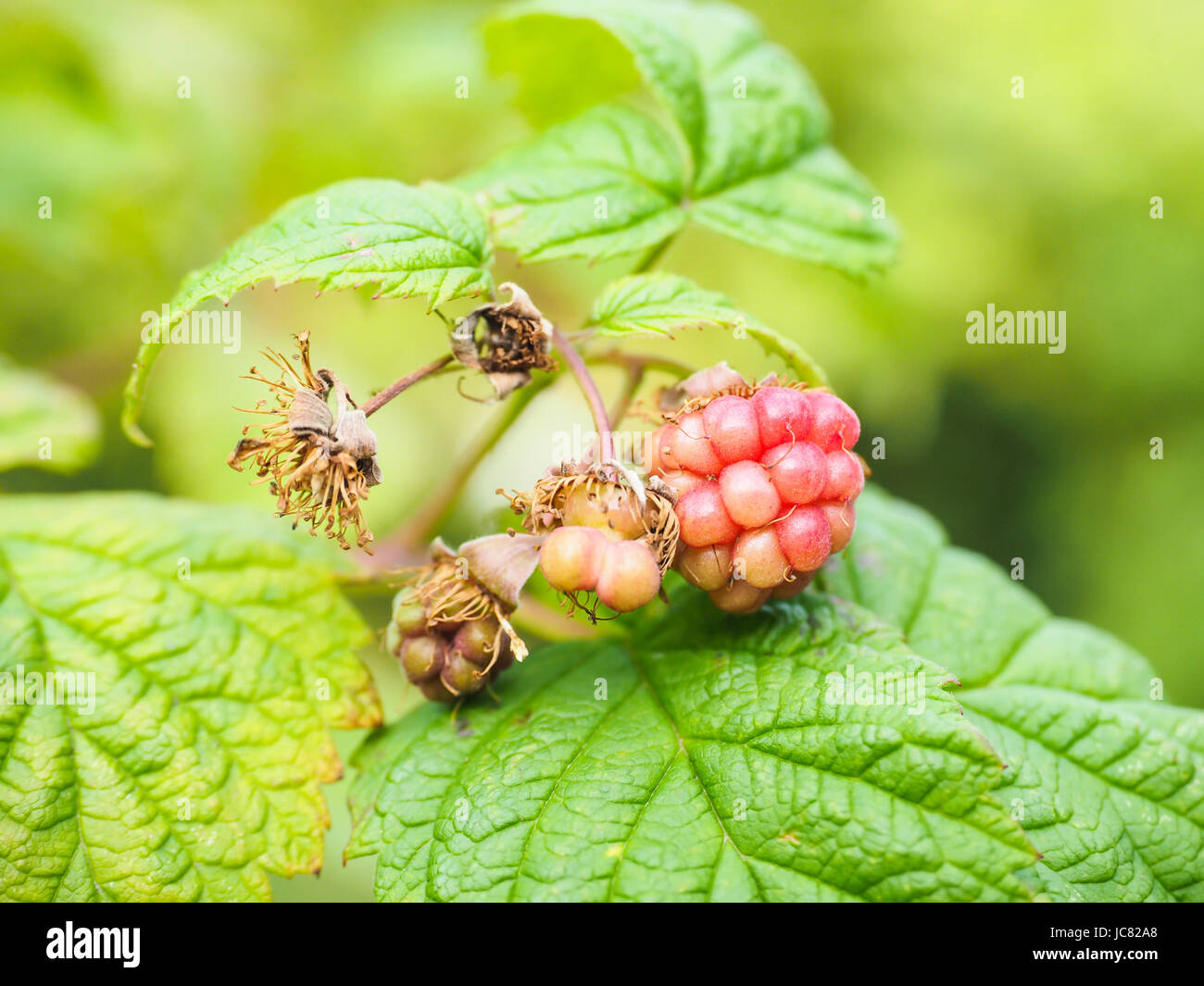 Unripe raspberry hanging on bush with fresh green leaves Stock Photo ...