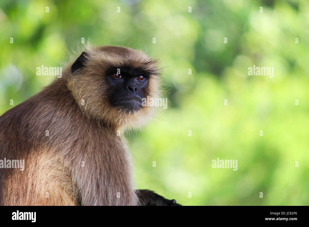 The wild and the innocent hi-res stock photography and images - Alamy