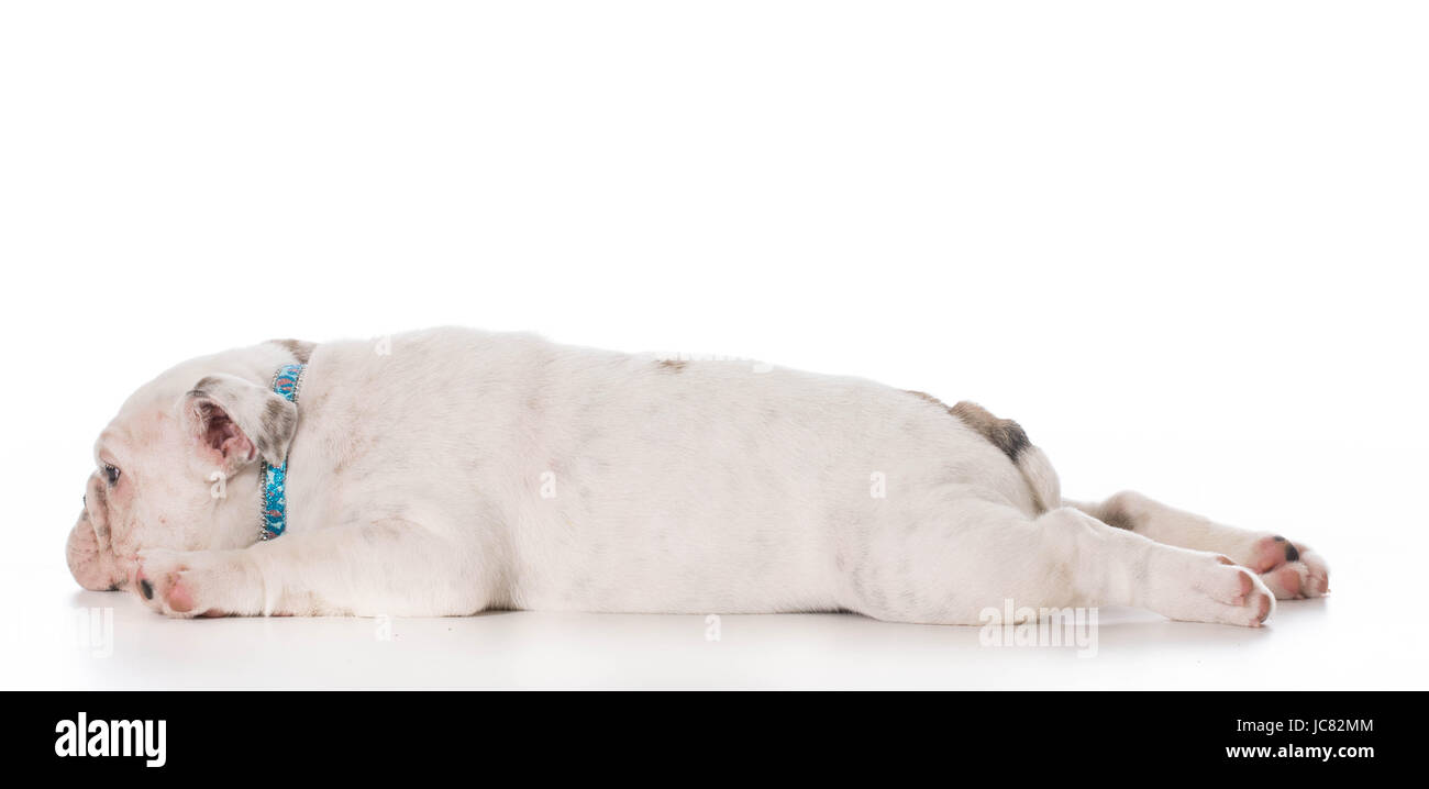 tired english bulldog puppy laying down stretched out on white ...