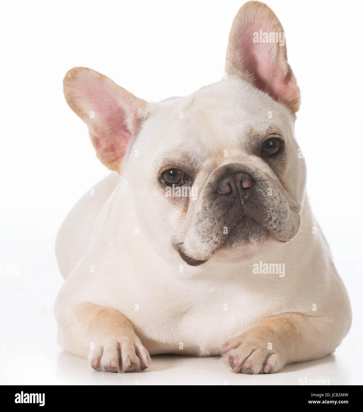french bulldog puppy laying down on white background Stock Photo - Alamy