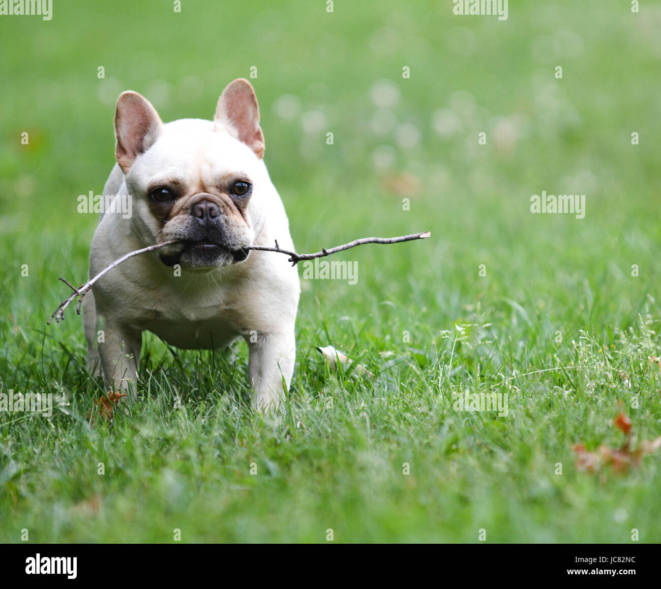 french bulldog playing with a stick Stock Photo - Alamy