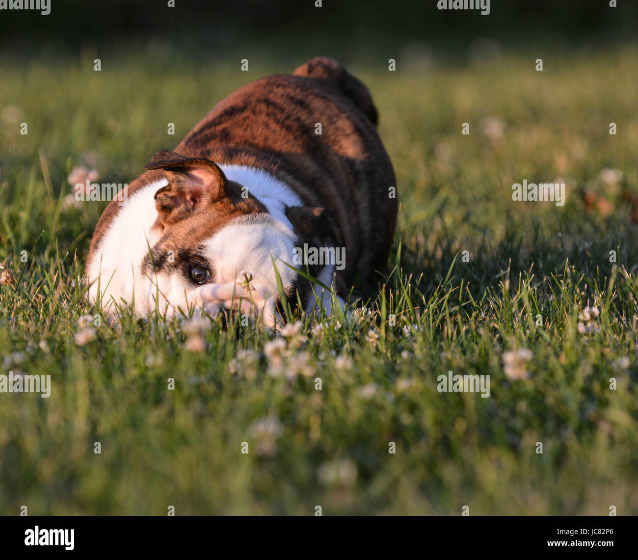 puppy playing outside in the grass Stock Photo - Alamy